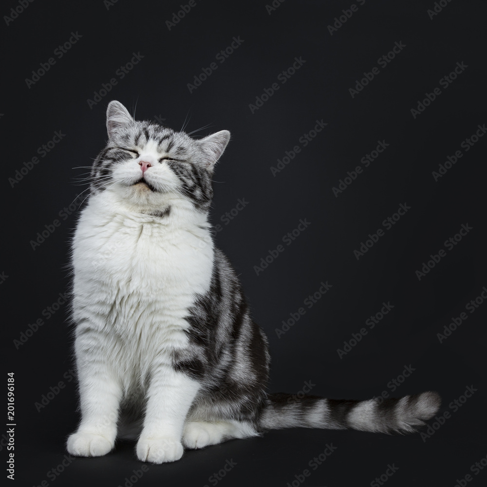 Silver Tabby Cat With Green Eyes