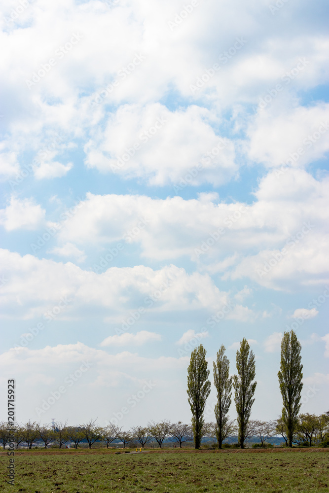 Tulip in Furusato Square in Sakura City, Chiba Prefecture, Japan Stock ...