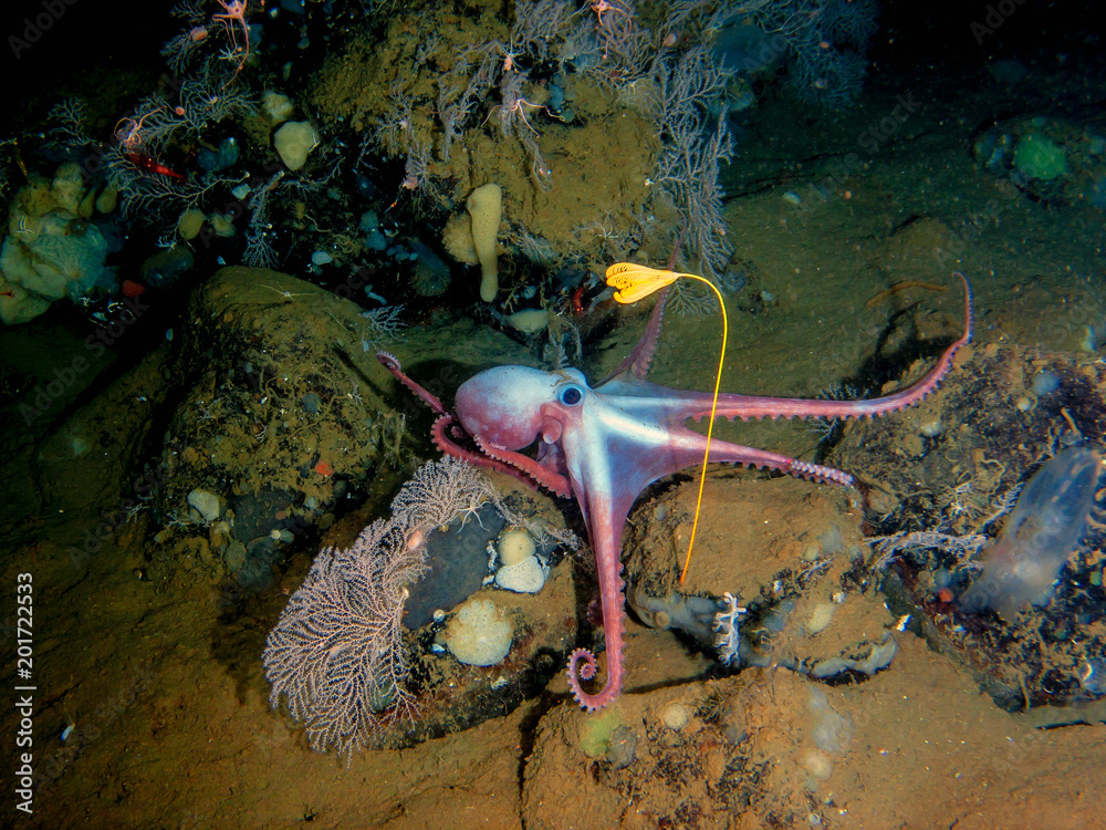 Deep-sea octopus Moosoctopus profundorum in his own garden with stalk ...