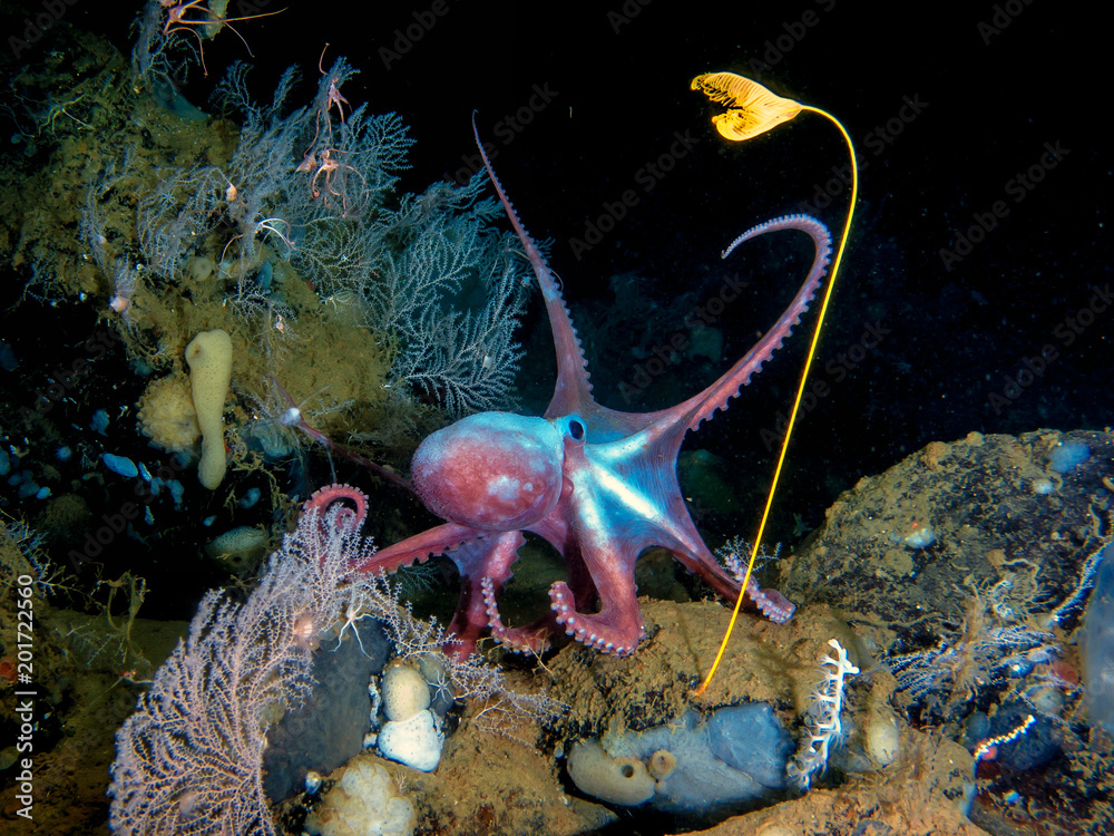 Deep-sea octopus Moosoctopus profundorum in his own garden with stalk ...