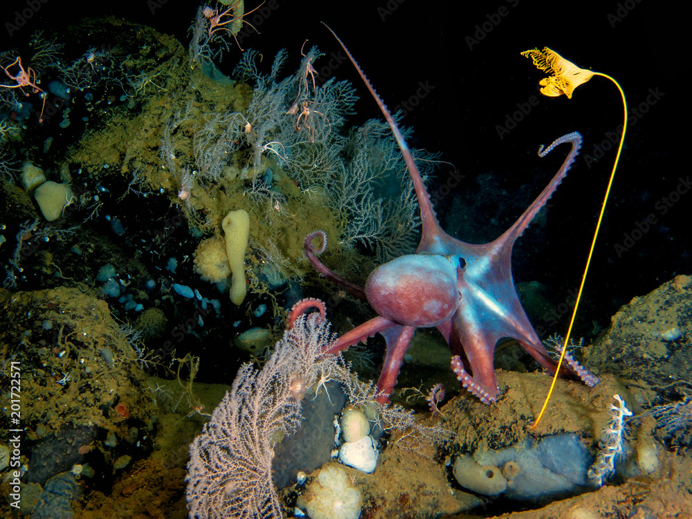 Deep-sea octopus Moosoctopus profundorum in his own garden with stalk ...