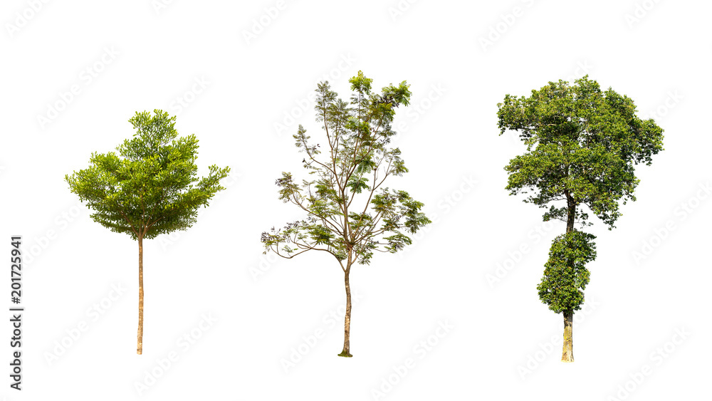 Beautiful Three trees with green leaves isolated on white background ...