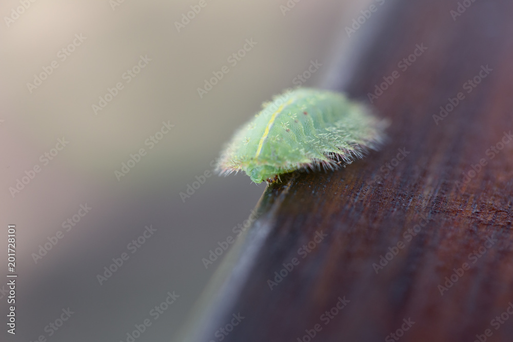 Larva of the yellow-shouldered slug, showing typical body shape in ...