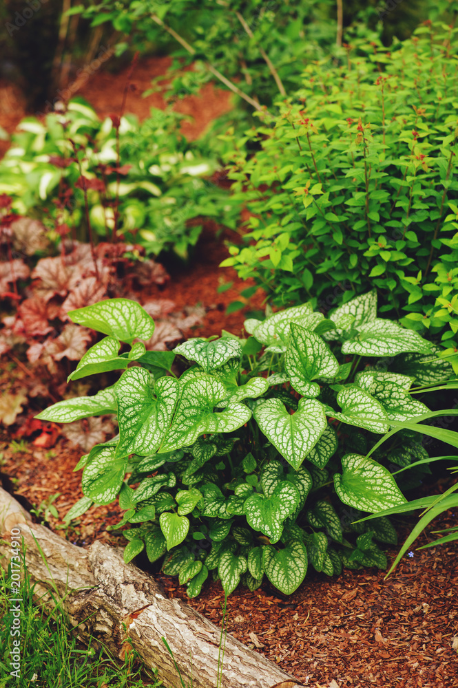 Brunnera "Jack Frost" planted in mixed border iwith pine bark pieces ...