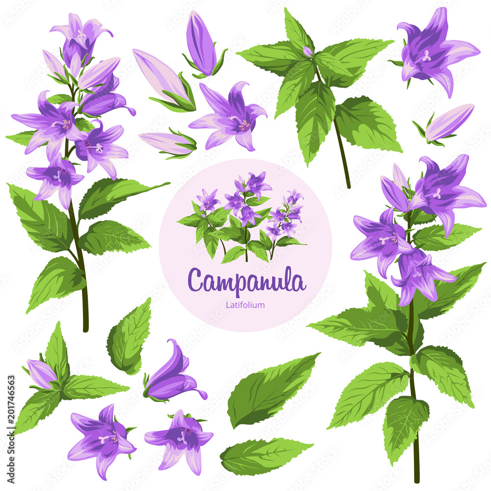 Campanula - flowers, isolated on white background. Hand-drawn ...