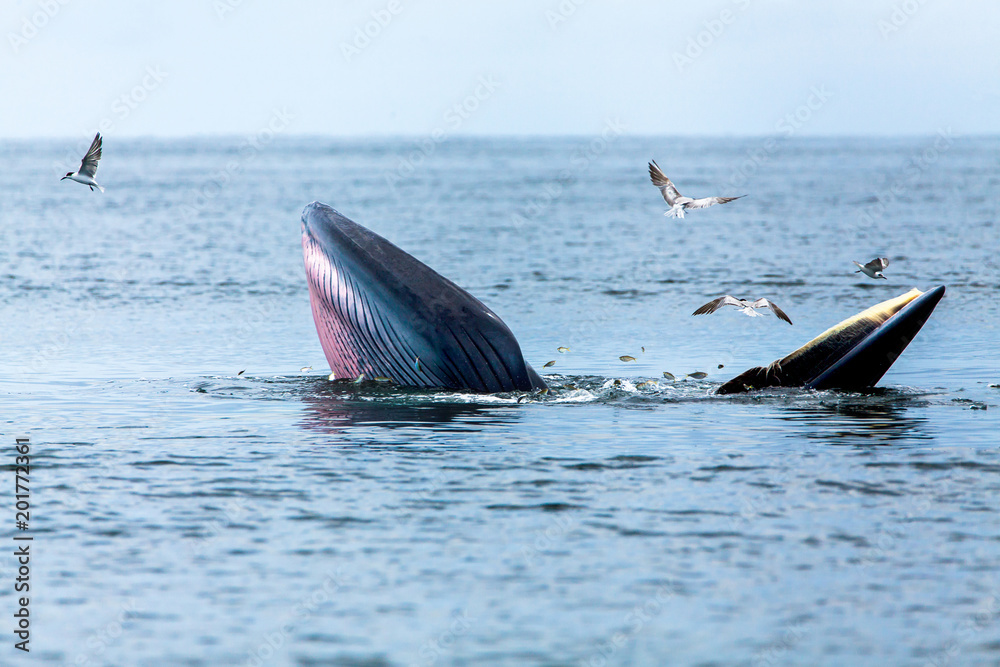 Humpback Whale Eating Fish