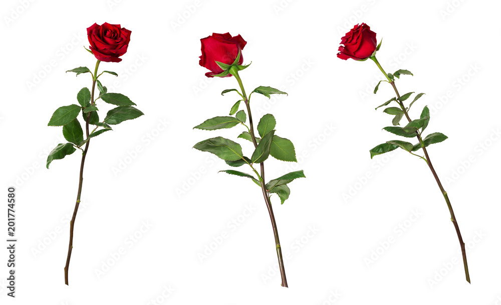 Set of three beautiful vivid red roses on long stems with green leaves ...