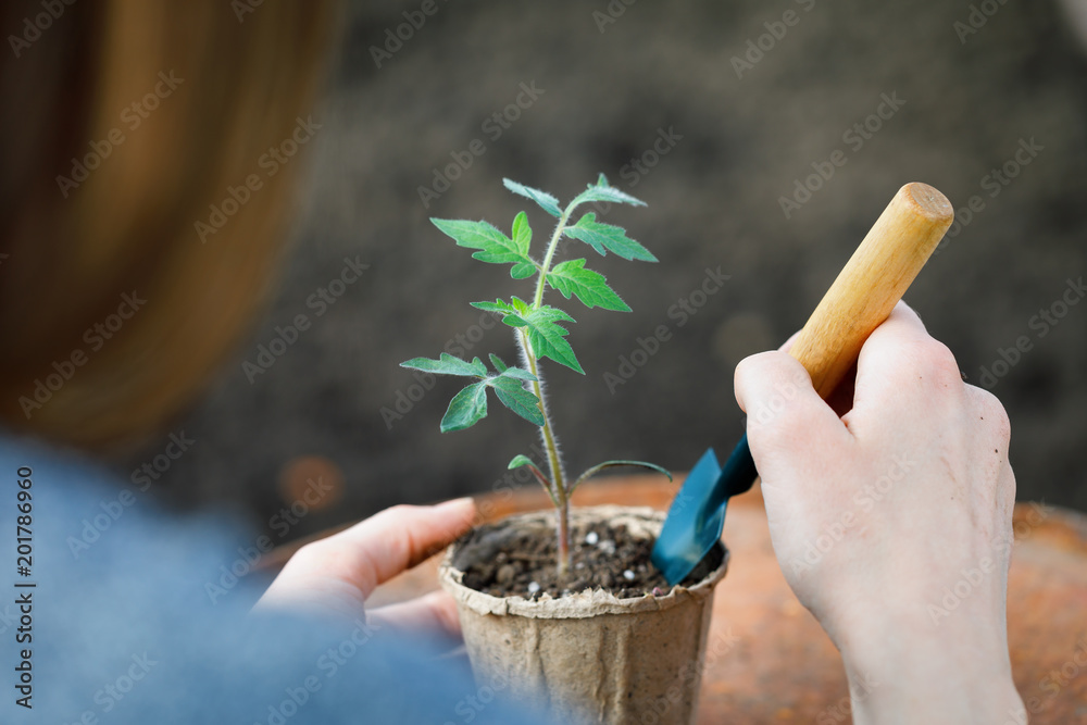 Working process: preparation of tomato shoots for planting in the ...