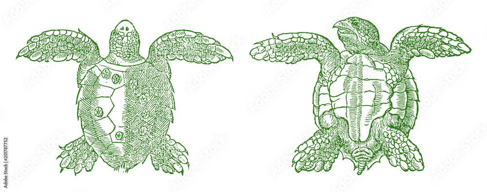 Marine sea turtle in top view and bottom view, after vintage woodcut ...