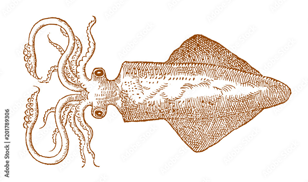 Vintage Squid Drawing