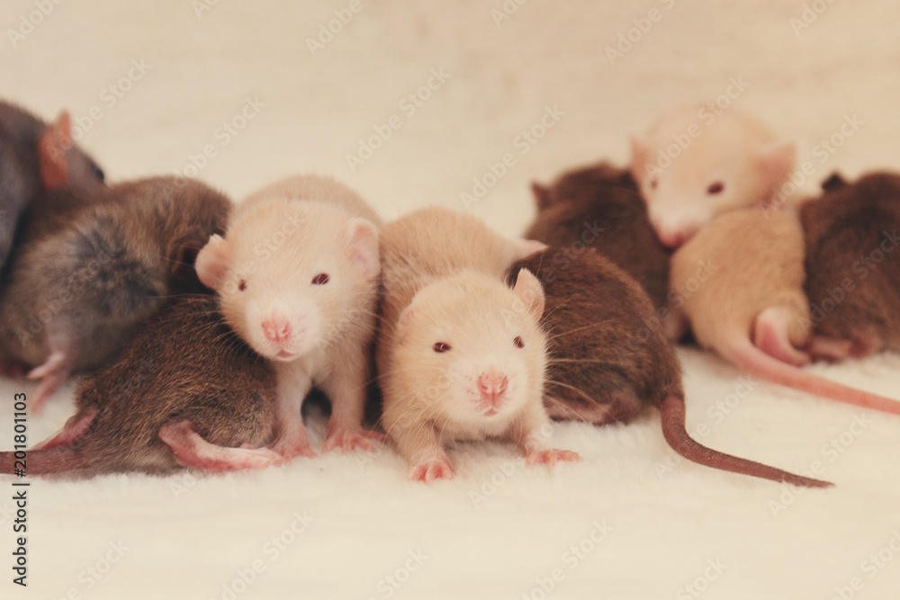 Cute Baby Dumbo Rats