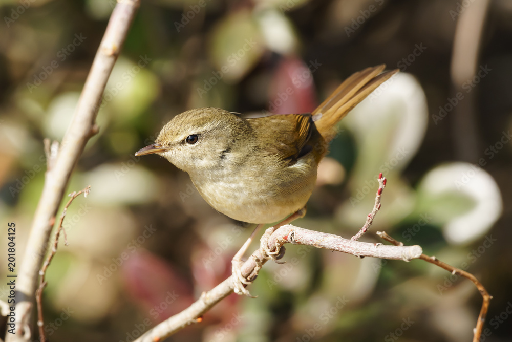 Japanese local bird Uguisu, Japanese bush warbler, is very famous as ...