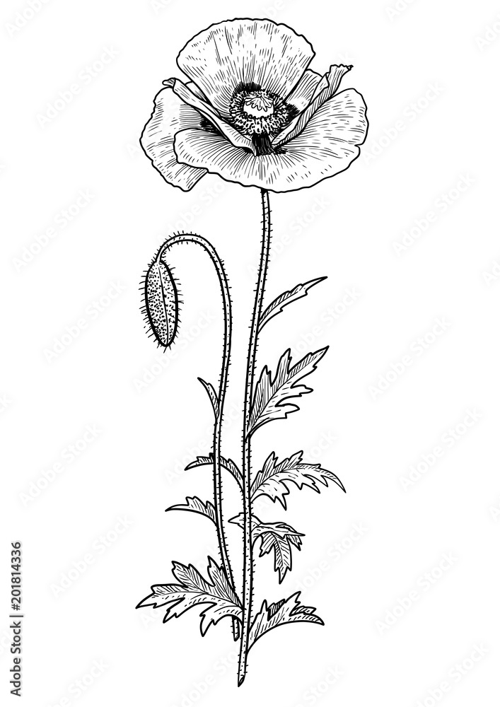 Poppy flower illustration, drawing, engraving, ink, line art, vector ...