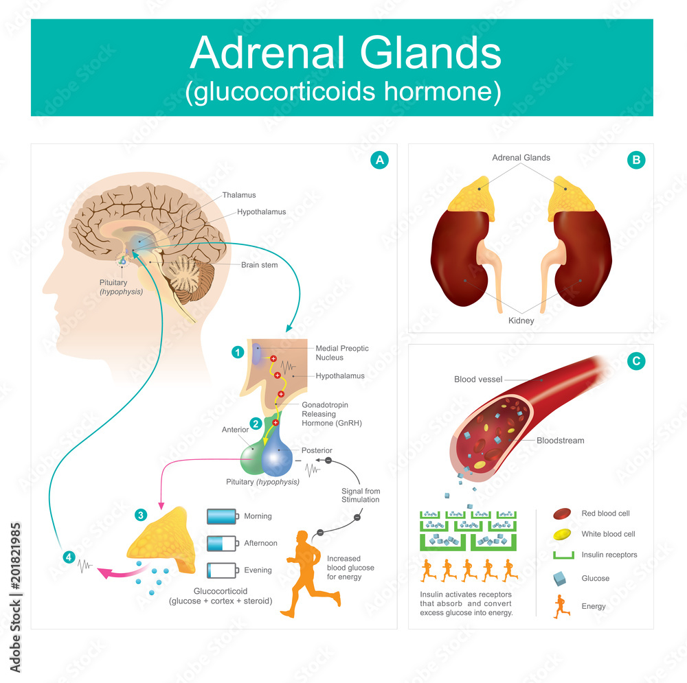 Adrenal Gland Glucocorticoids Hormone Stock Vector Adobe Stock