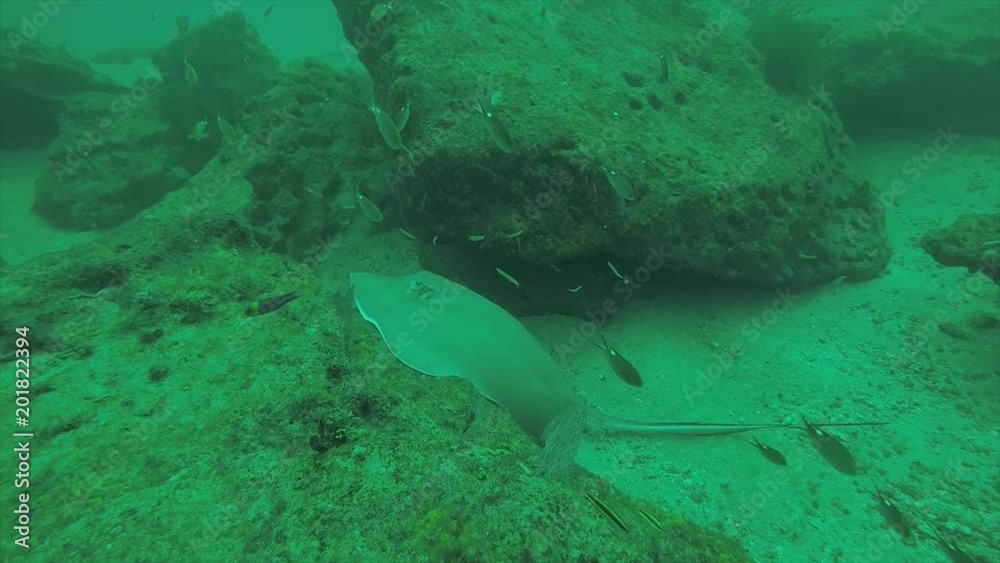 Diamond stingray (Dasyatis brevis), feeding in the sand of the reefs of ...