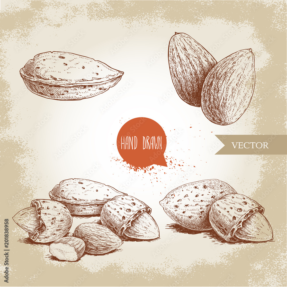Hand drawn sketch style almond set. Single, group seeds and almond in ...