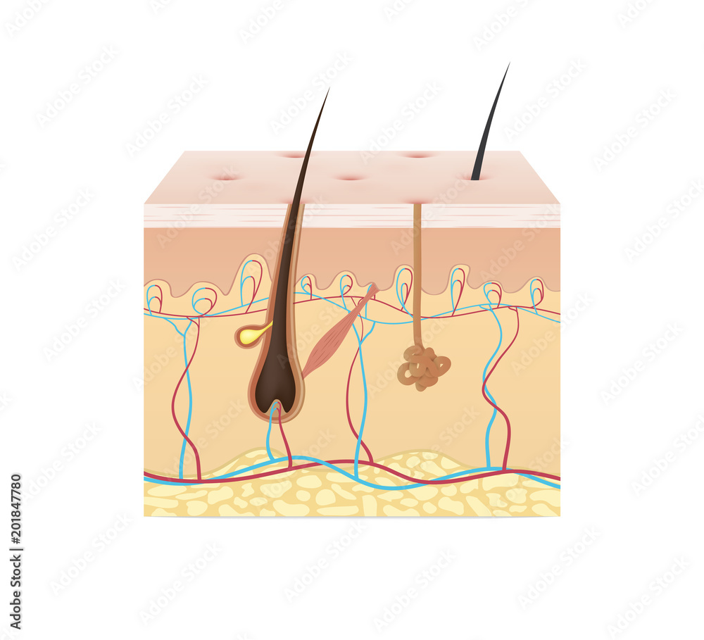 Structure of the skin illustration vector on white background. Beauty ...