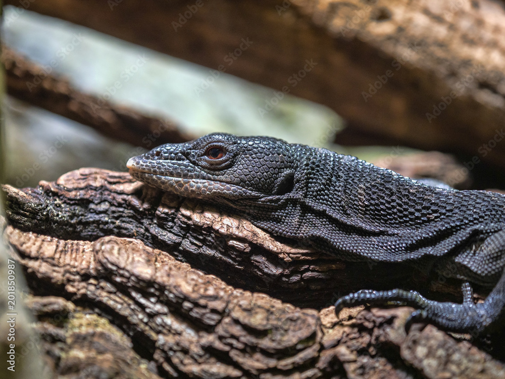 Black Tree Monitor Size