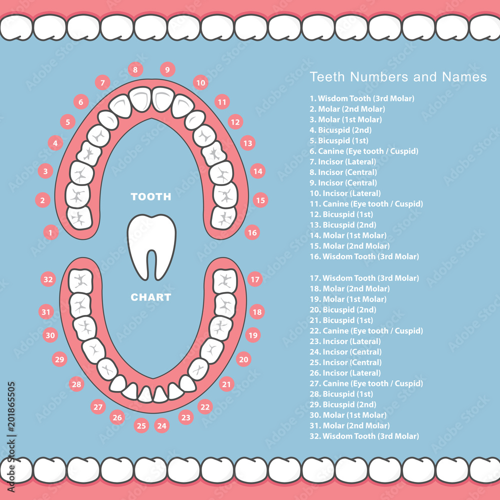 Tooth Chart With Names Dental Infographics Teeth In Jaw Stock Vector tooth-chart-with-names-dental-infographics-teeth-in-jaw-stock-vector