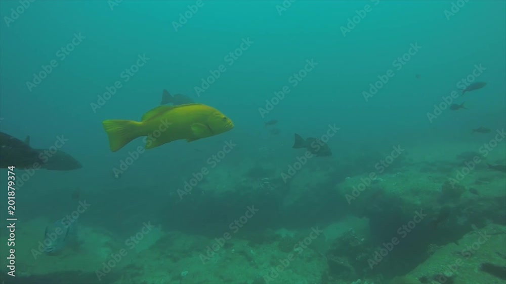 Leopard grouper (Mycteroperca rosacea), in a shipwreck, reefs of the ...