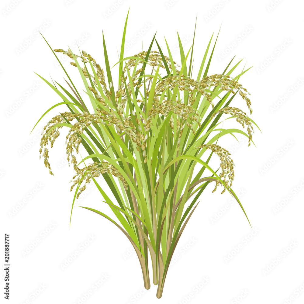 Rice (Oryza sativa, Asian rice). Realistic vector illustration of rice ...