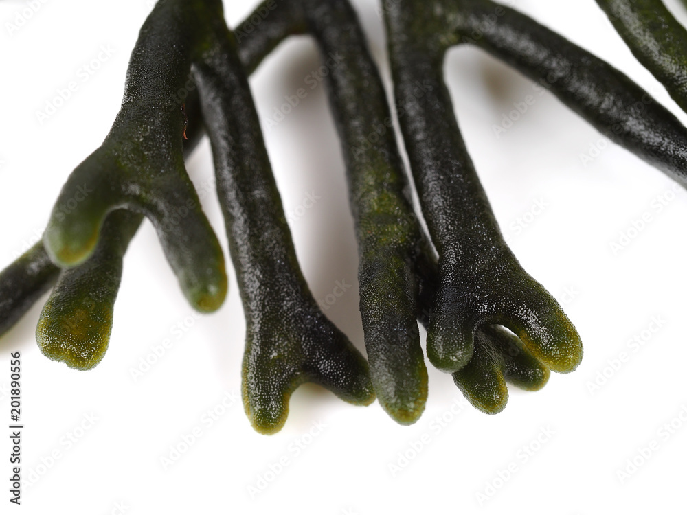 Codium – Velvet horn – Spongeweed. Edible green seaweed in the family ...