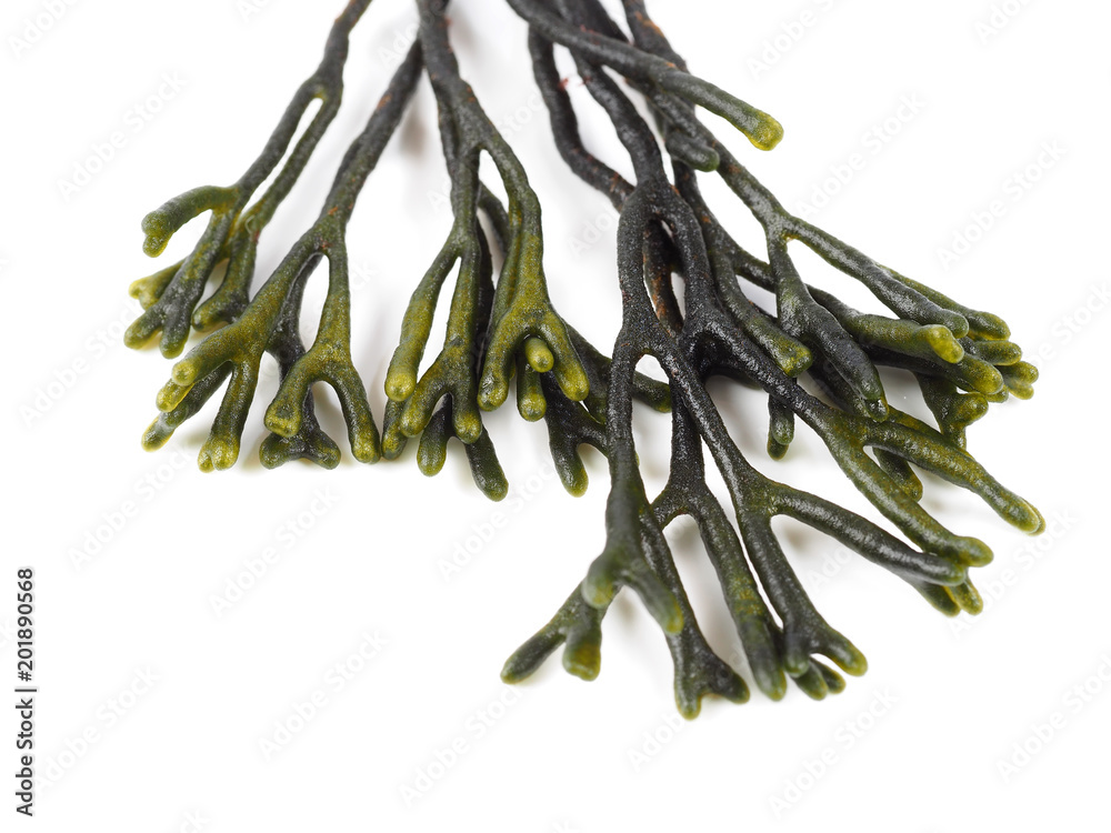 Codium – Velvet horn – Spongeweed. Edible green seaweed in the family ...