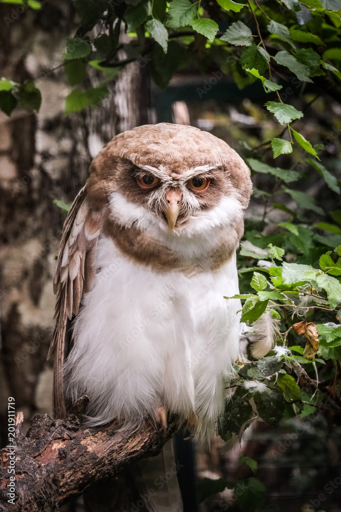 Grumpy Owl