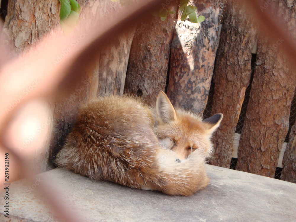 Fluffy Fox Tail