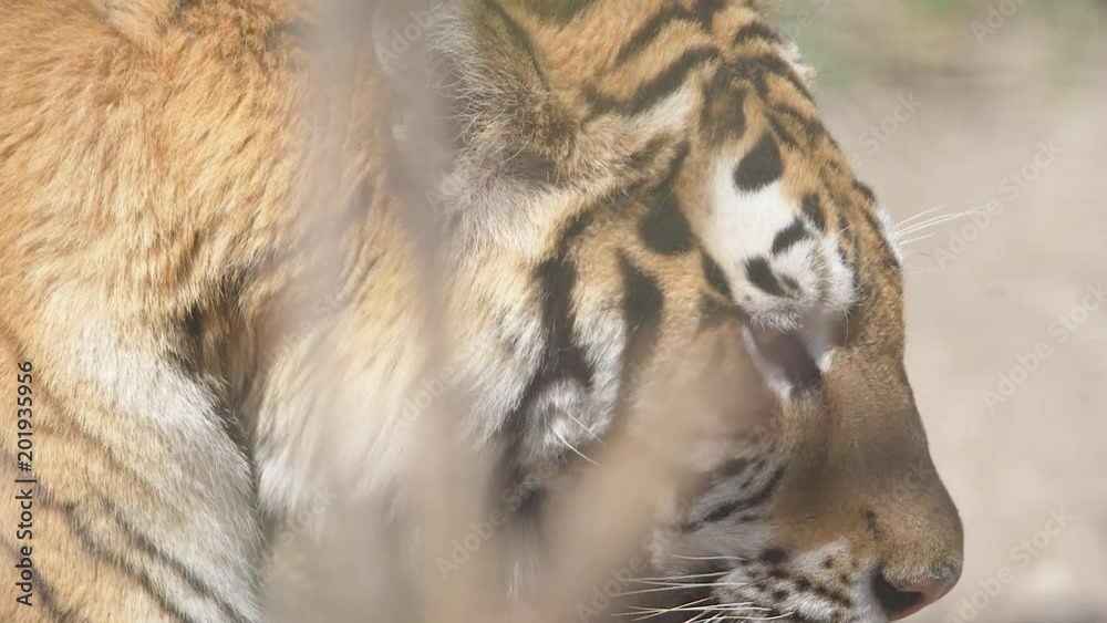 spotty tiger follows the bush Stock Video | Adobe Stock