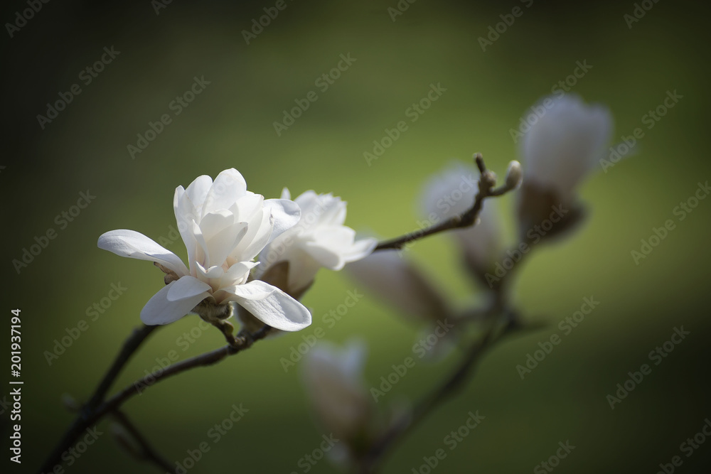 Flowering Magnolia Tulip Tree. Chinese Magnolia x soulangeana ...