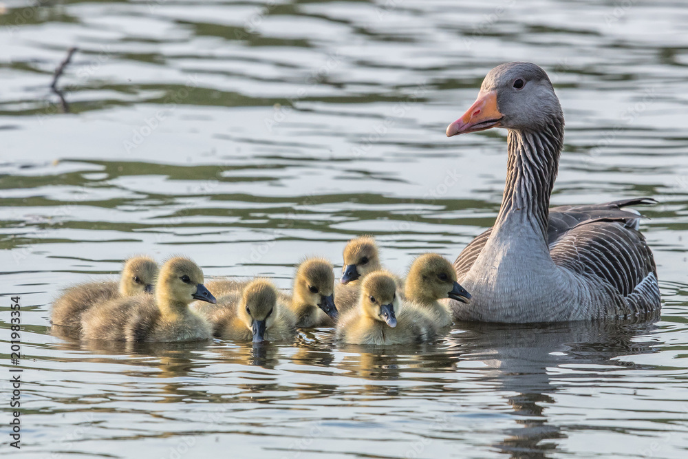 wildgänse Stock-Foto | Adobe Stock