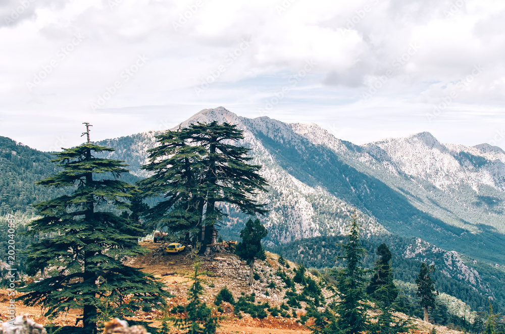Foto de Lebanese cedar tree in the forest peak mountains. Tahtali ...