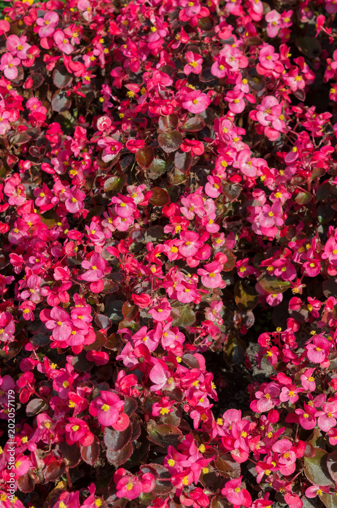 Floral background of pink everblooming begonia in flowerbed with dark ...