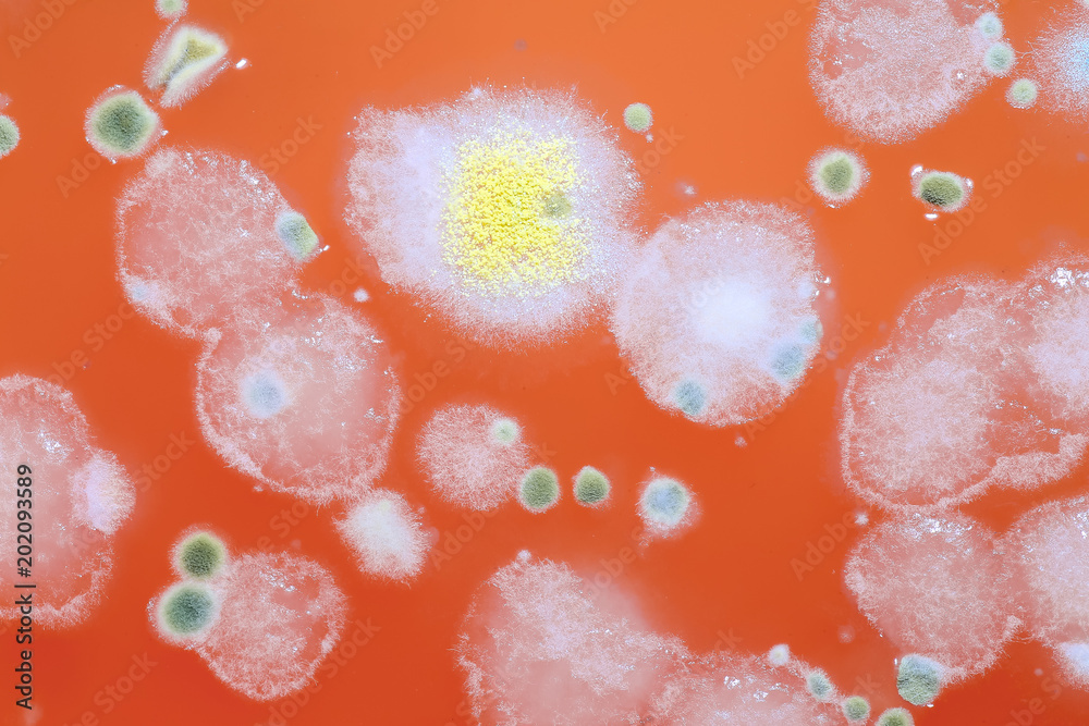 Mold in a liquid background close. Reproduction of microorganisms Stock ...