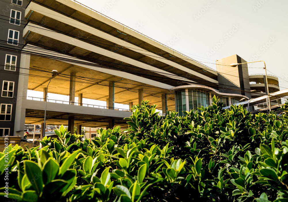 Small bush of banyan tree and the car park building Stock Photo | Adobe ...