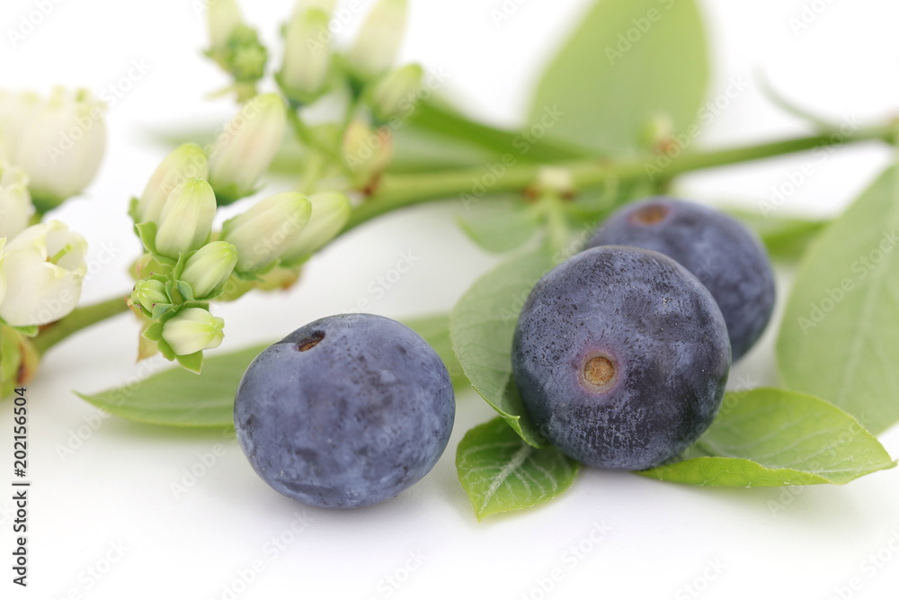 Detailaufnahme von frisch geernteten Heidelbeeren auf weißem ...