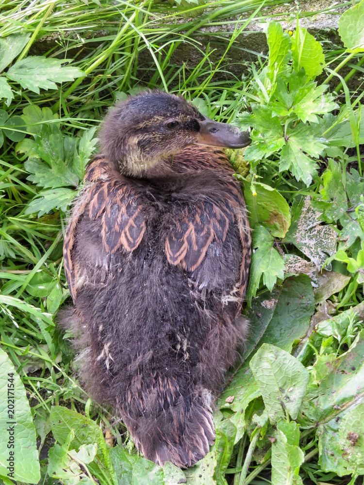 Mallard Juvenile