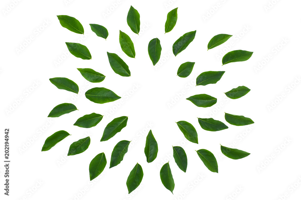 flat lay green leaf isolated on white background for creative nature ...