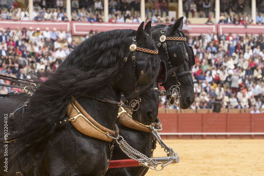 Caballos Frisones En Venta