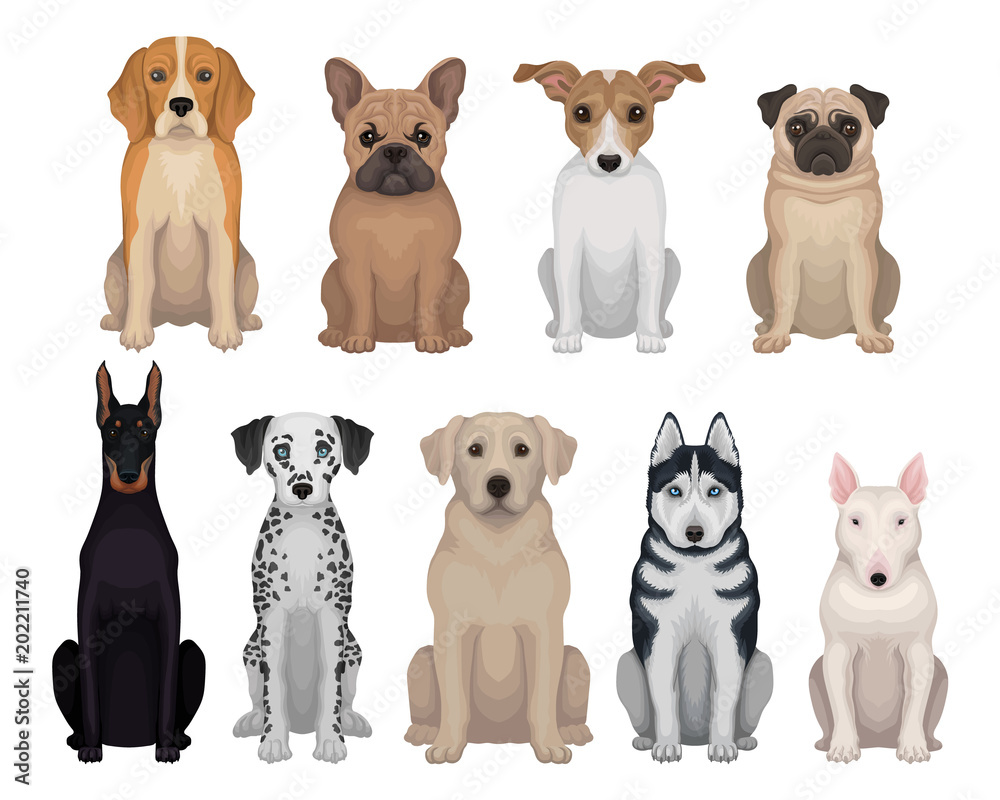 Detailed flat vector set of dogs of different breeds. Domestic animals ...