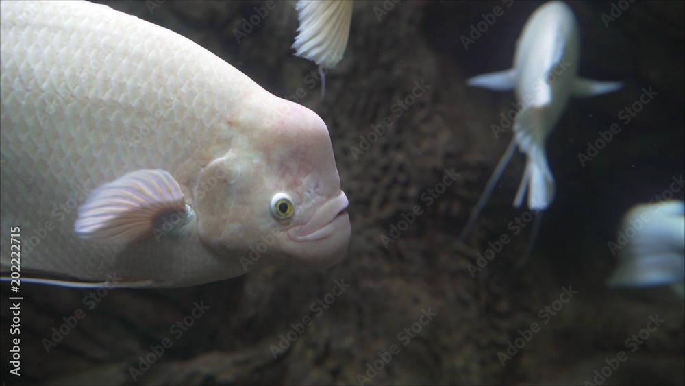 Fish giant gourami. Fish giant gourami swims in a large aquarium. Fish ...