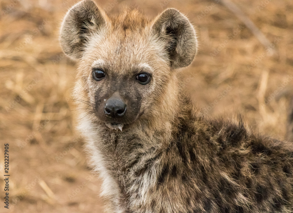Hyena Pup Stock Photo | Adobe Stock