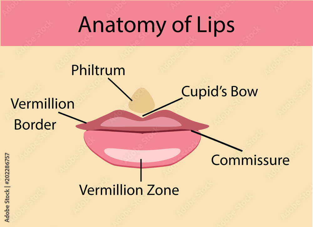 Anatomy of lips, vector illustration Stock Vector | Adobe Stock