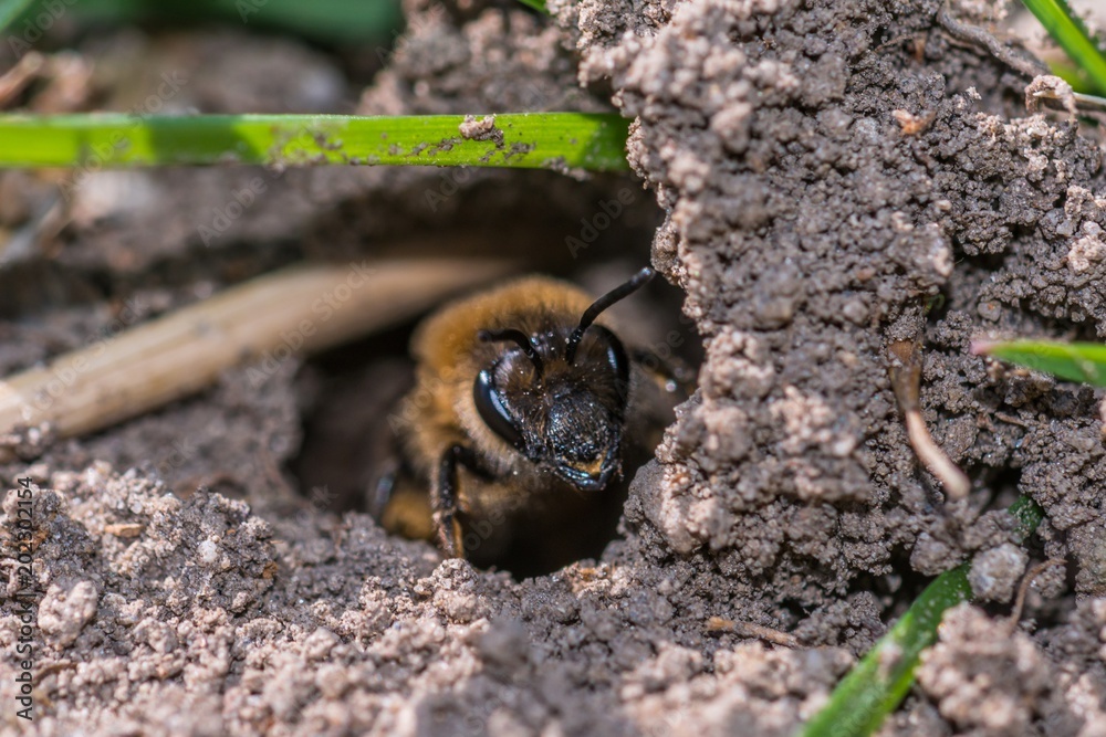 Einzelnes Erdbienen Weibchen in ihrem Loch am Boden Stock-Foto | Adobe ...