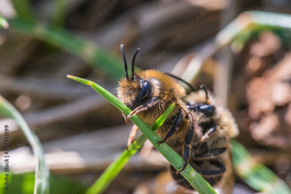 Männliche Erdbienen begattet weiblichen Erdbiene Stock Photo | Adobe Stock
