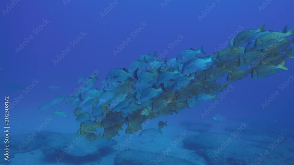 Panamic porkfish (Anisotremus taeniatus),colorful yellow fish in a ...