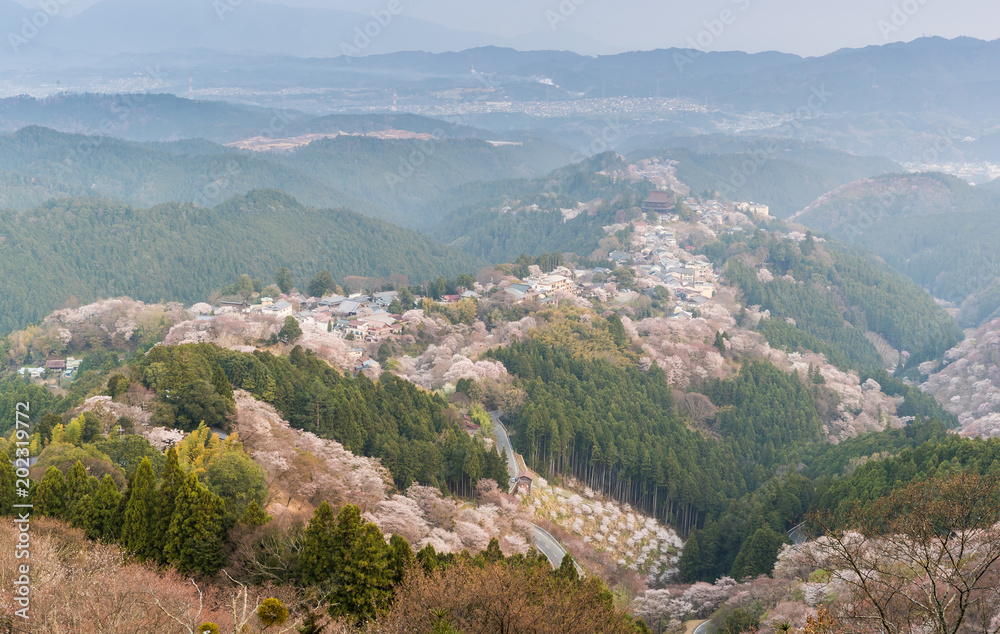 Yoshinoyama sakura cherry blossom . Mount Yoshino in Nara Prefecture ...