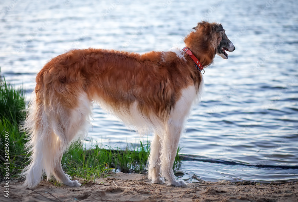 Russian Wolfhound Dog, Borzoi near the beach. Sighthound, Russkaya ...