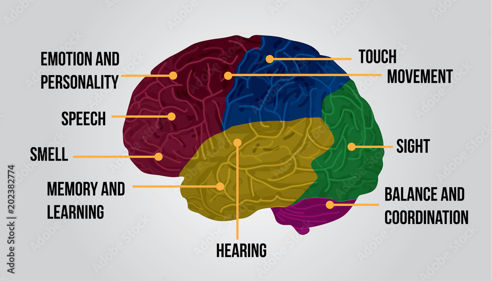 Colorful human brain anatomy icon. Vector illustration. Stock Vector ...